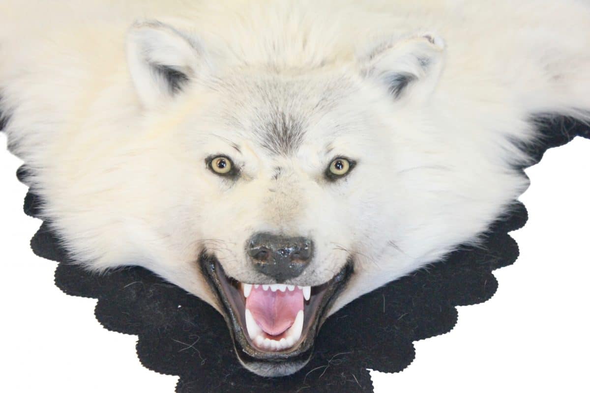 Alaskan Timberwolf - Sitka Fur Gallery